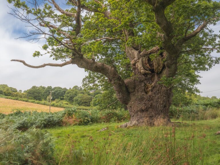 Vote for the Oak | Gregynog